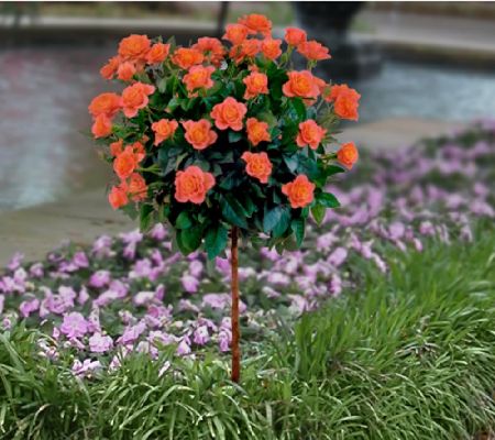 Cottage Farms 18" Amber Sunblaze Patio Tree Rose — QVC.com