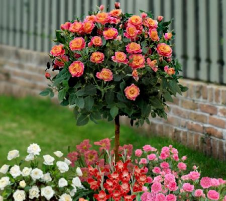 Cottage Farms 18" Rainbow Sunblaze Patio Tree Rose — QVC.com