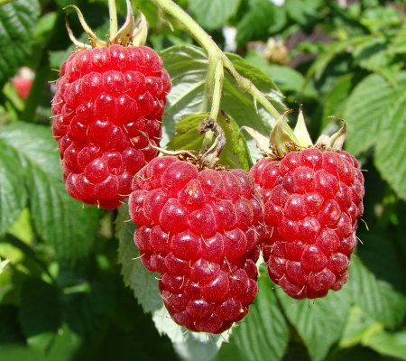 Cottage Farms 3-Piece Thornless Everbearing Hybrid Raspberry - Page 1 ...