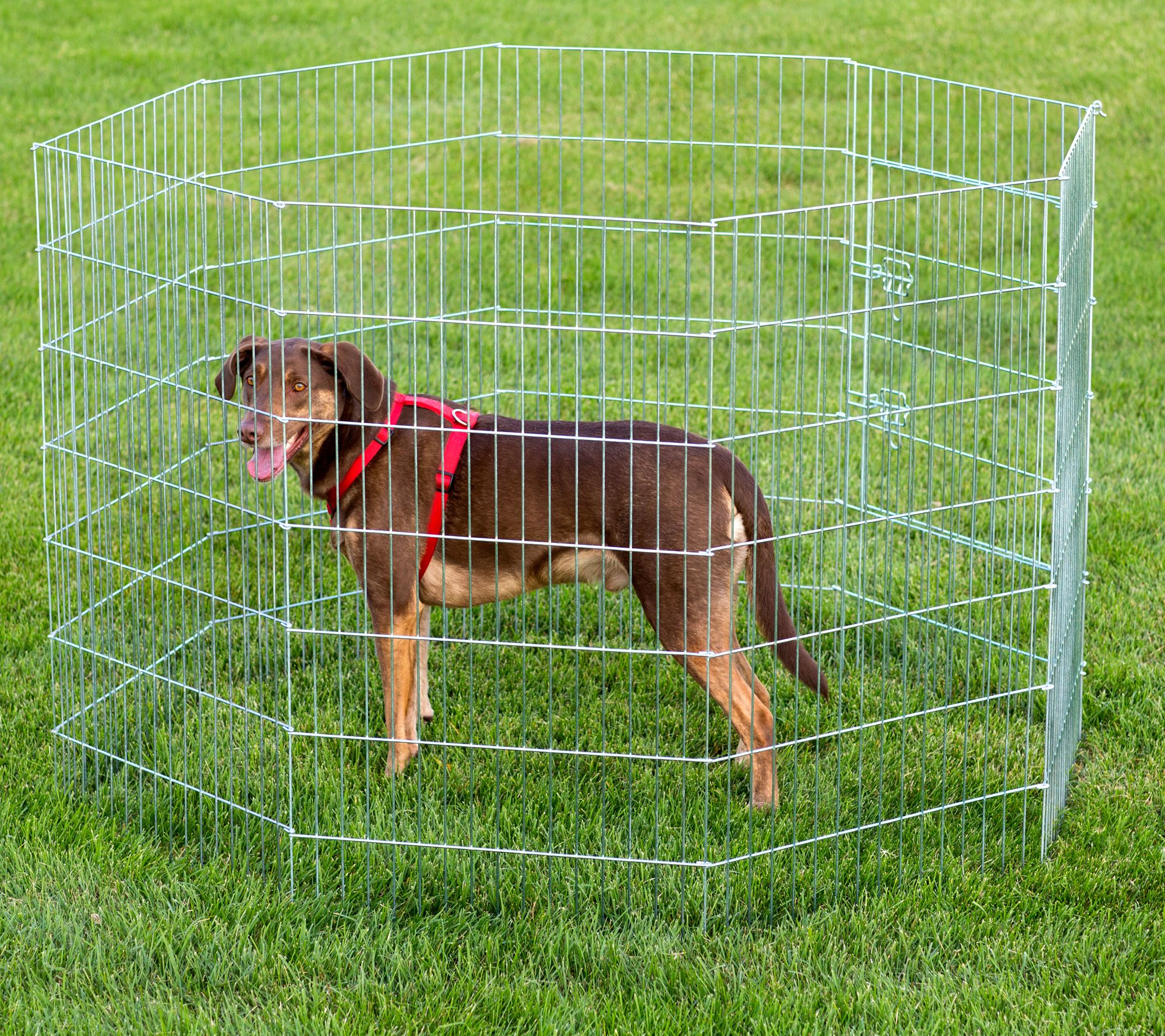 prevue-pet-products-exercise-pen-for-dogs-qvc