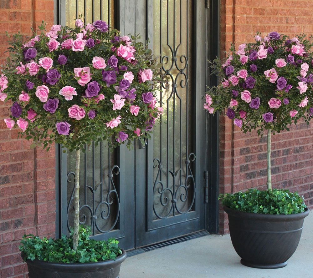 Cottage Farms 2-n-1 Burgundy & Pink Iceberg Patio Rose Tree - M48987 ...