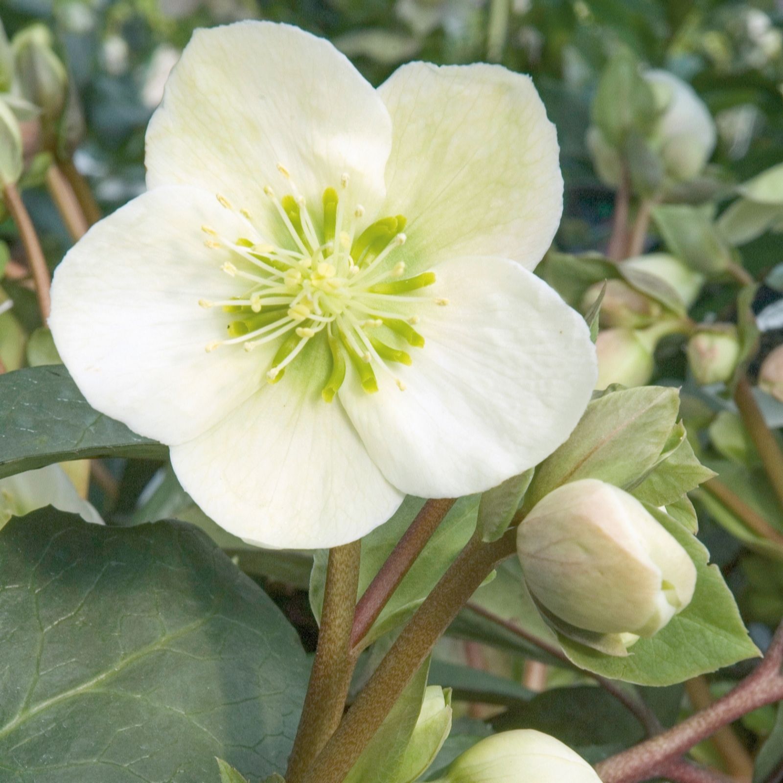Plants 2 Gardens Hellebore Ice Breaker 10ltr from Plants 2 Gardens ...